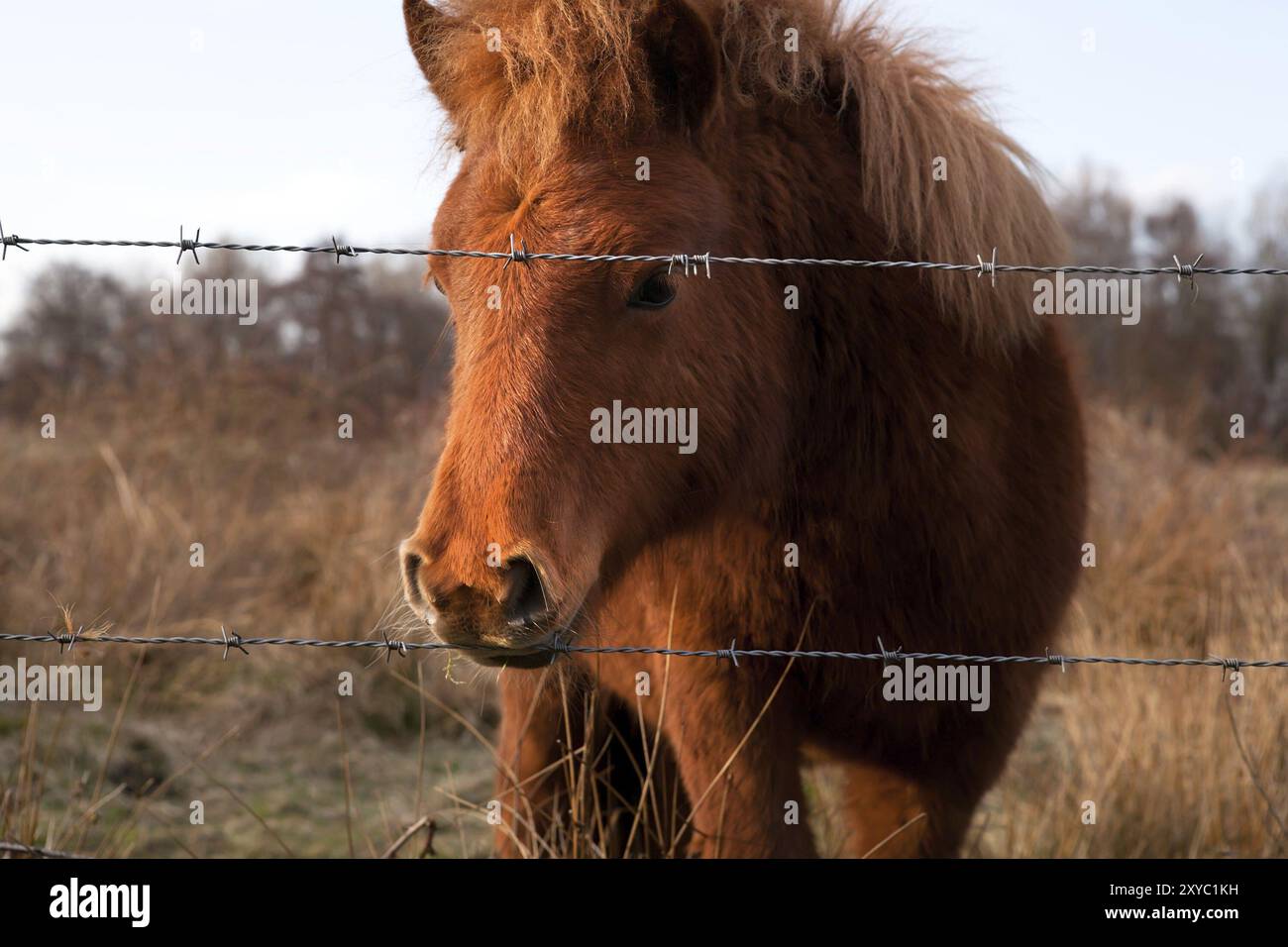 Brown pony breeds hi-res stock photography and images - Alamy