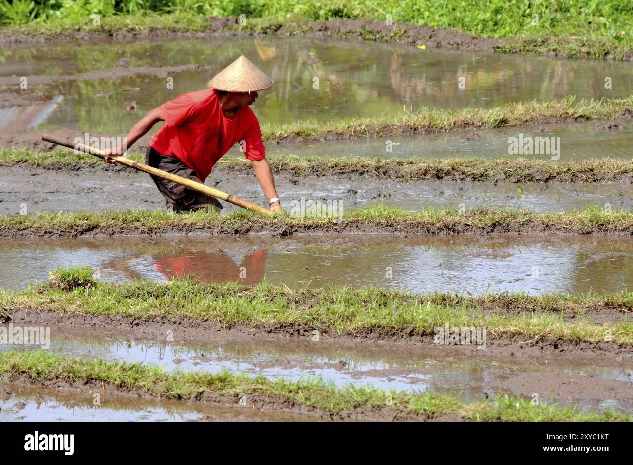 Rice cultivation in Indonesia Stock Photo - Alamy