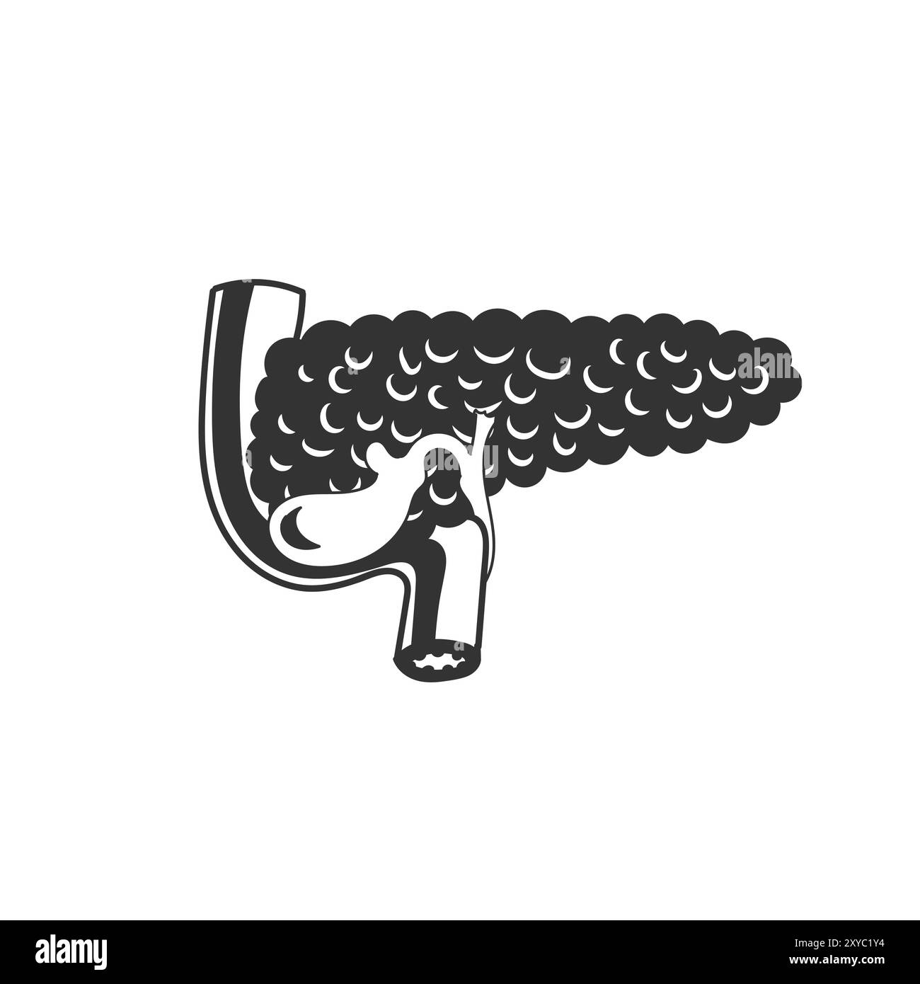 Vintage Isolated Cross Section of the Human Pancreas for Medical ...