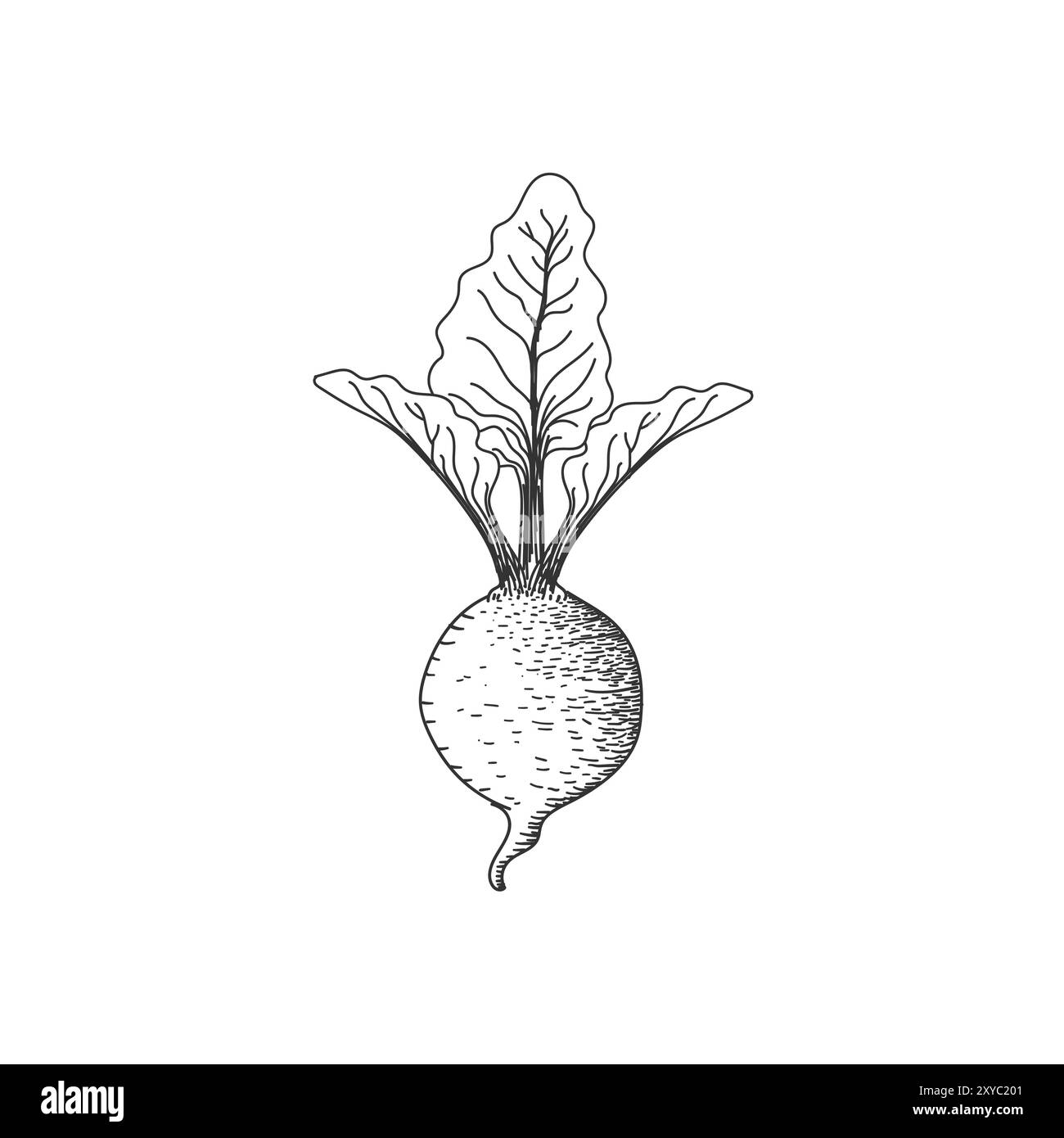 Isolated Hand Drawn Sketch of Beet Plant Tubers Illustration. Vector ...