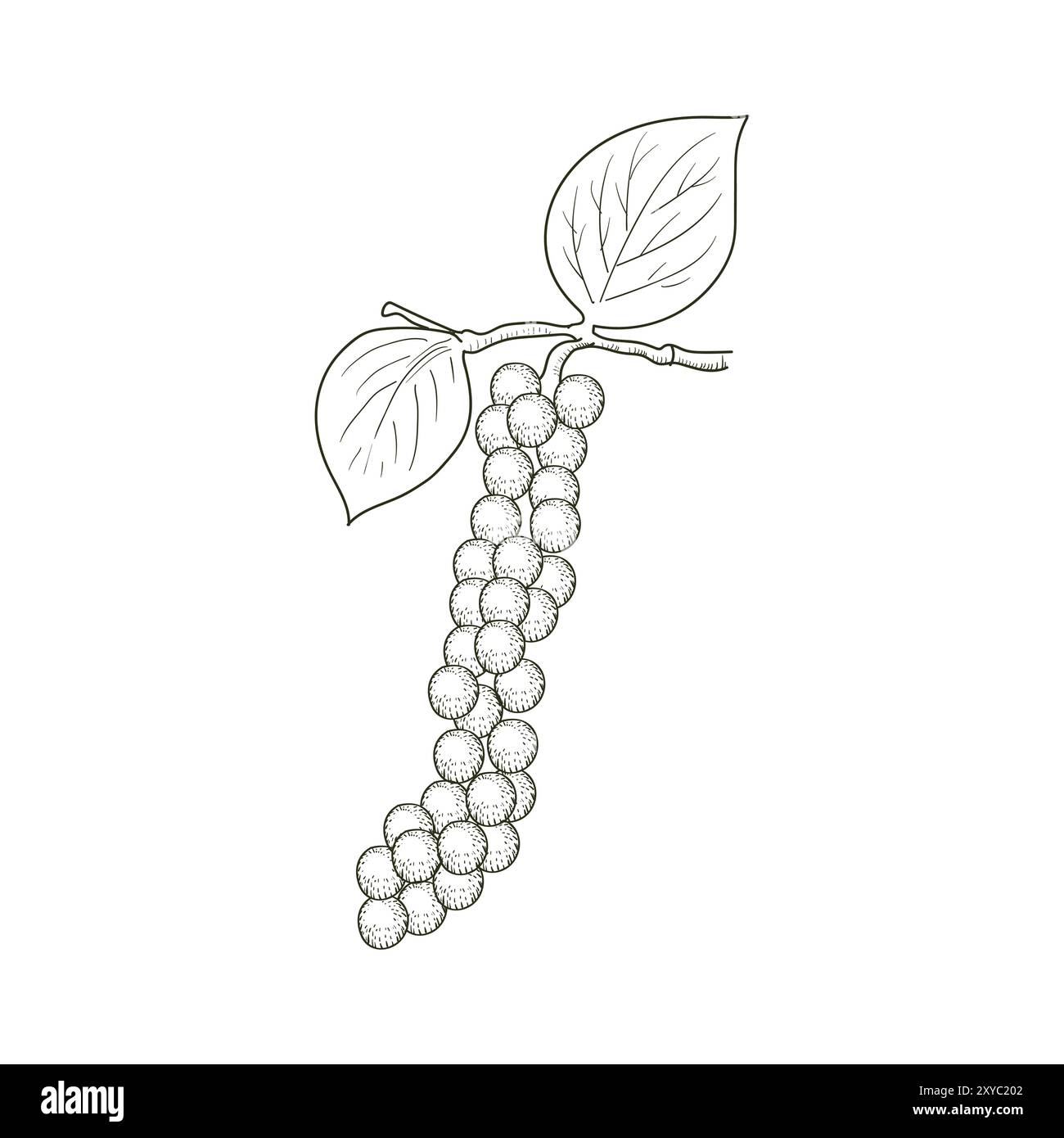 Hand Drawn Retro Vintage of Black Pepper Peppercorn Seed Plant for ...