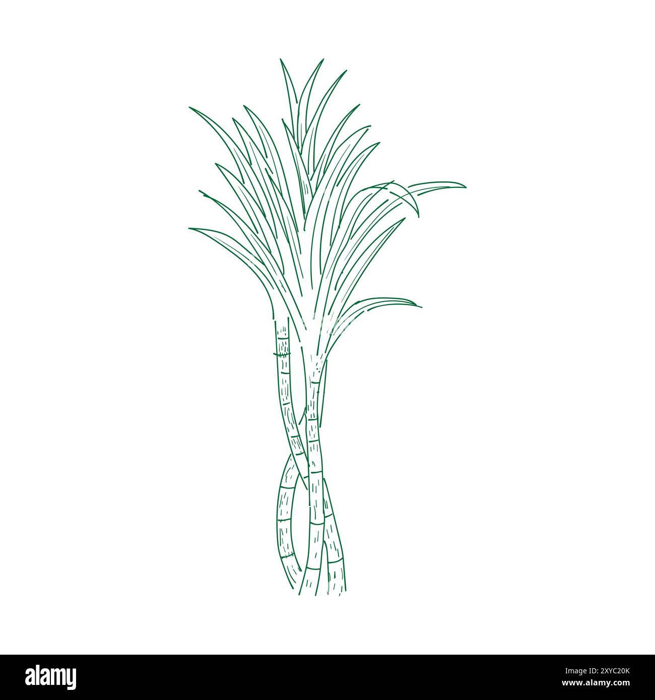 Vintage Retro Ink Hand Drawn of Sugar Cane Plant Tree for Spice or ...