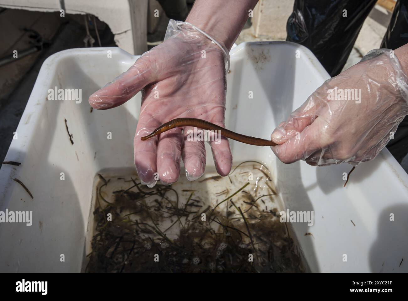 Holding small fish in hands hi-res stock photography and images - Alamy