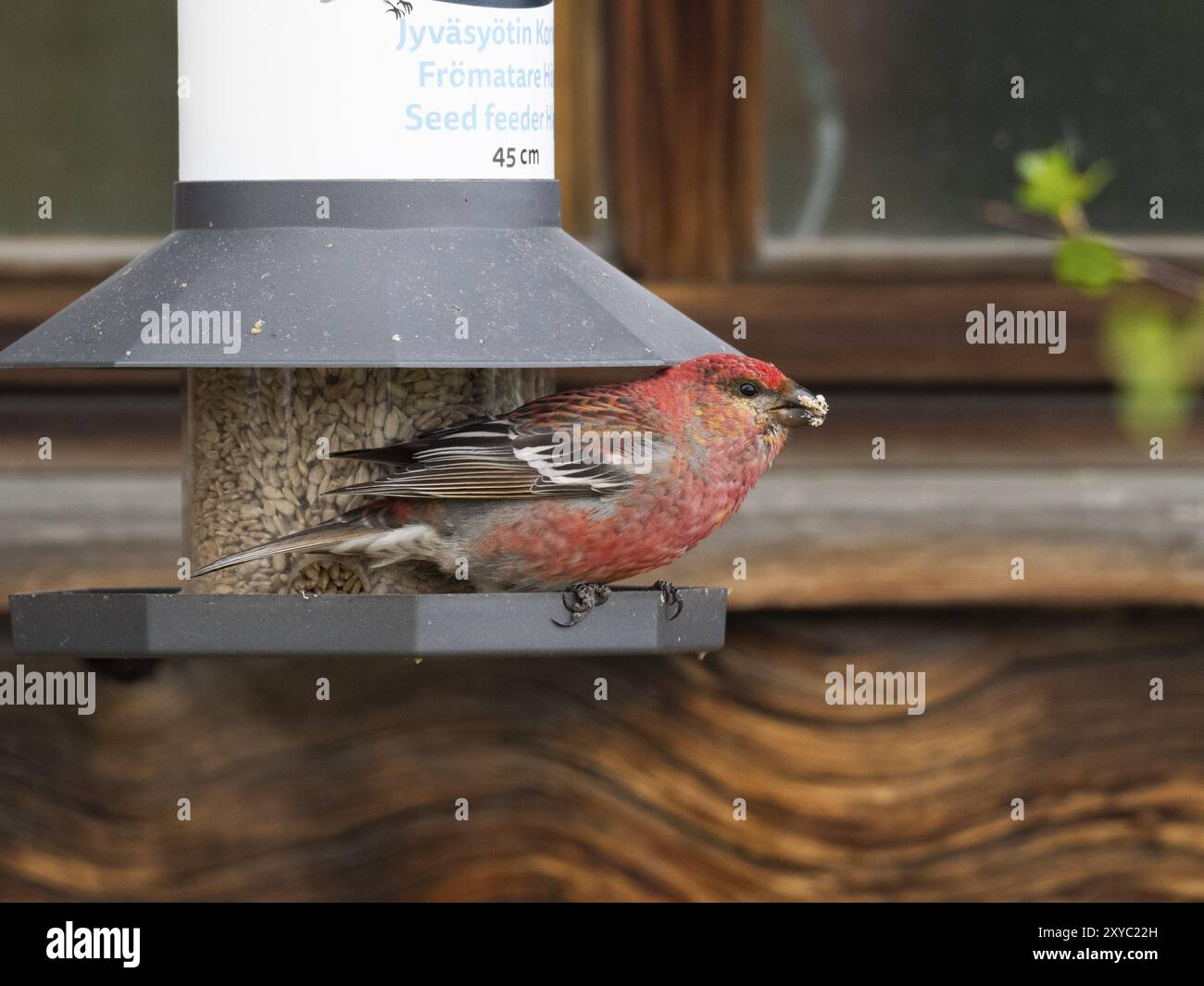 Nesting ai hi-res stock photography and images - Alamy