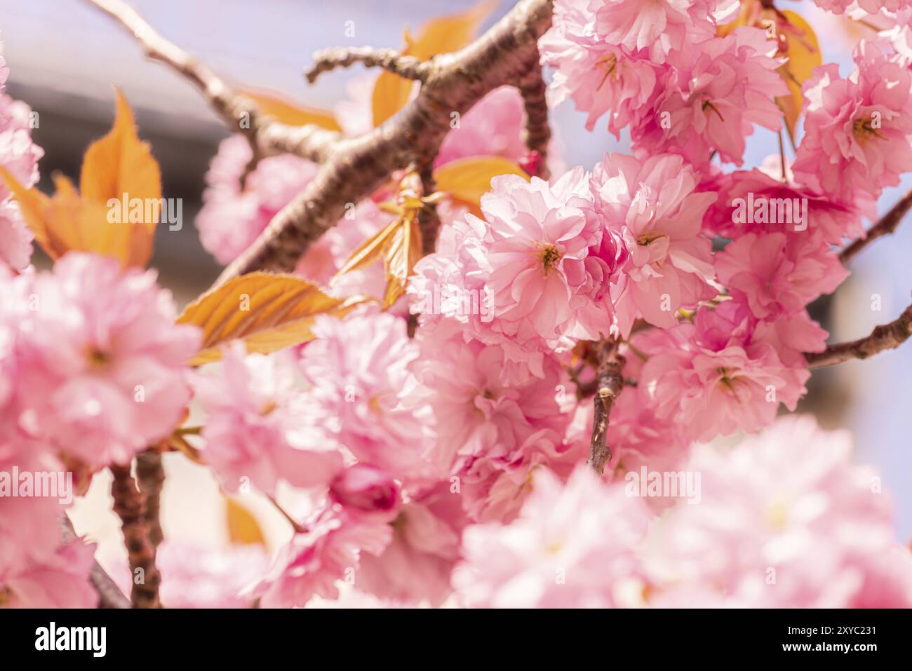 Pink cherry blossom tree in early spring Stock Photo - Alamy
