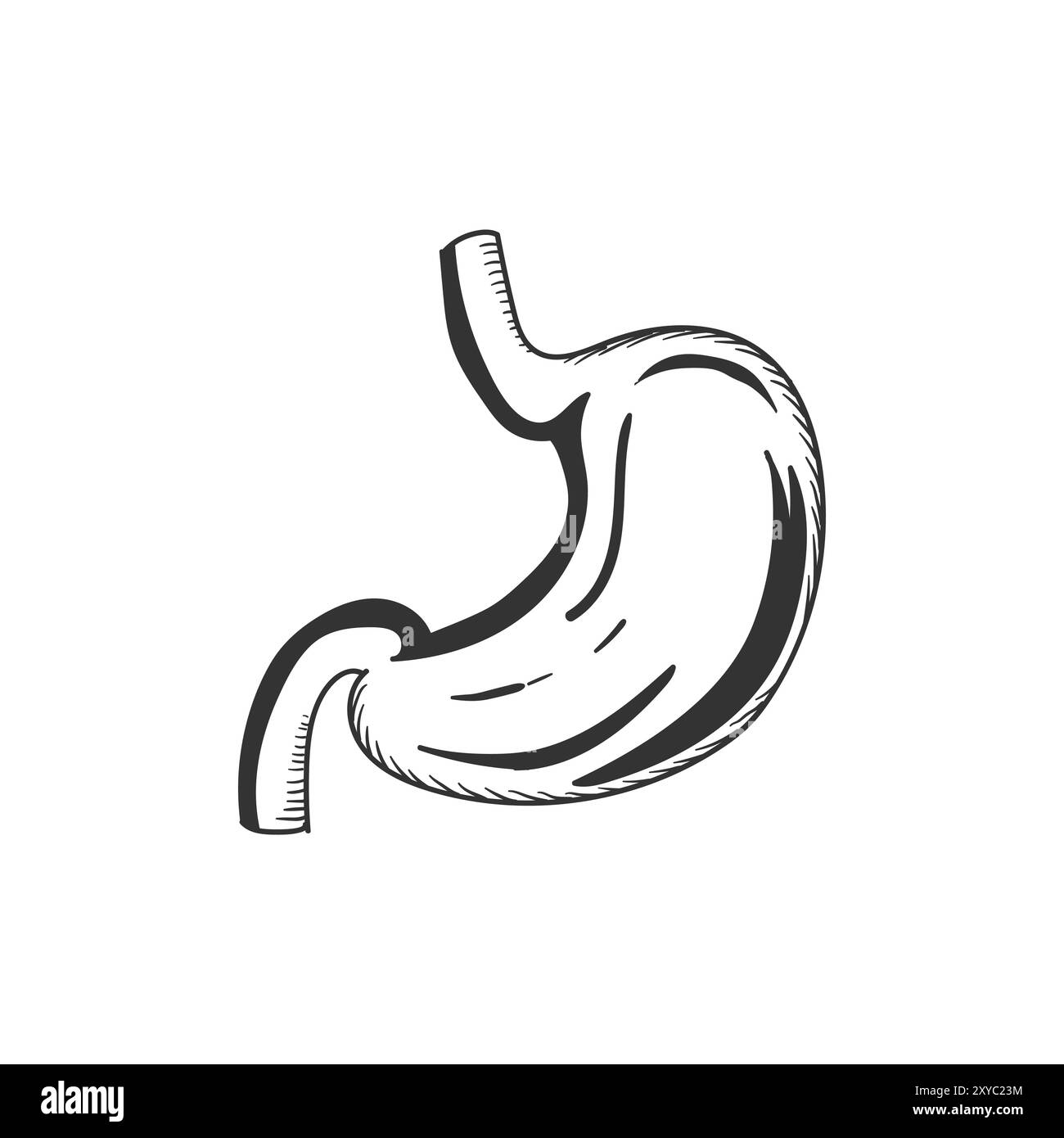 Vintage Isolated Cross Section of the Human Stomach for Medical ...