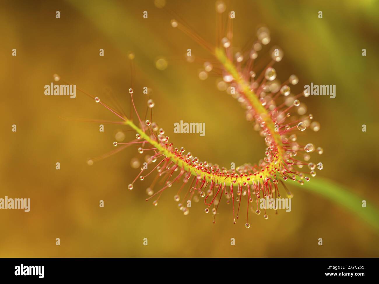 Cape sundew (Drosera capensis) ready to catch insects Stock Photo - Alamy