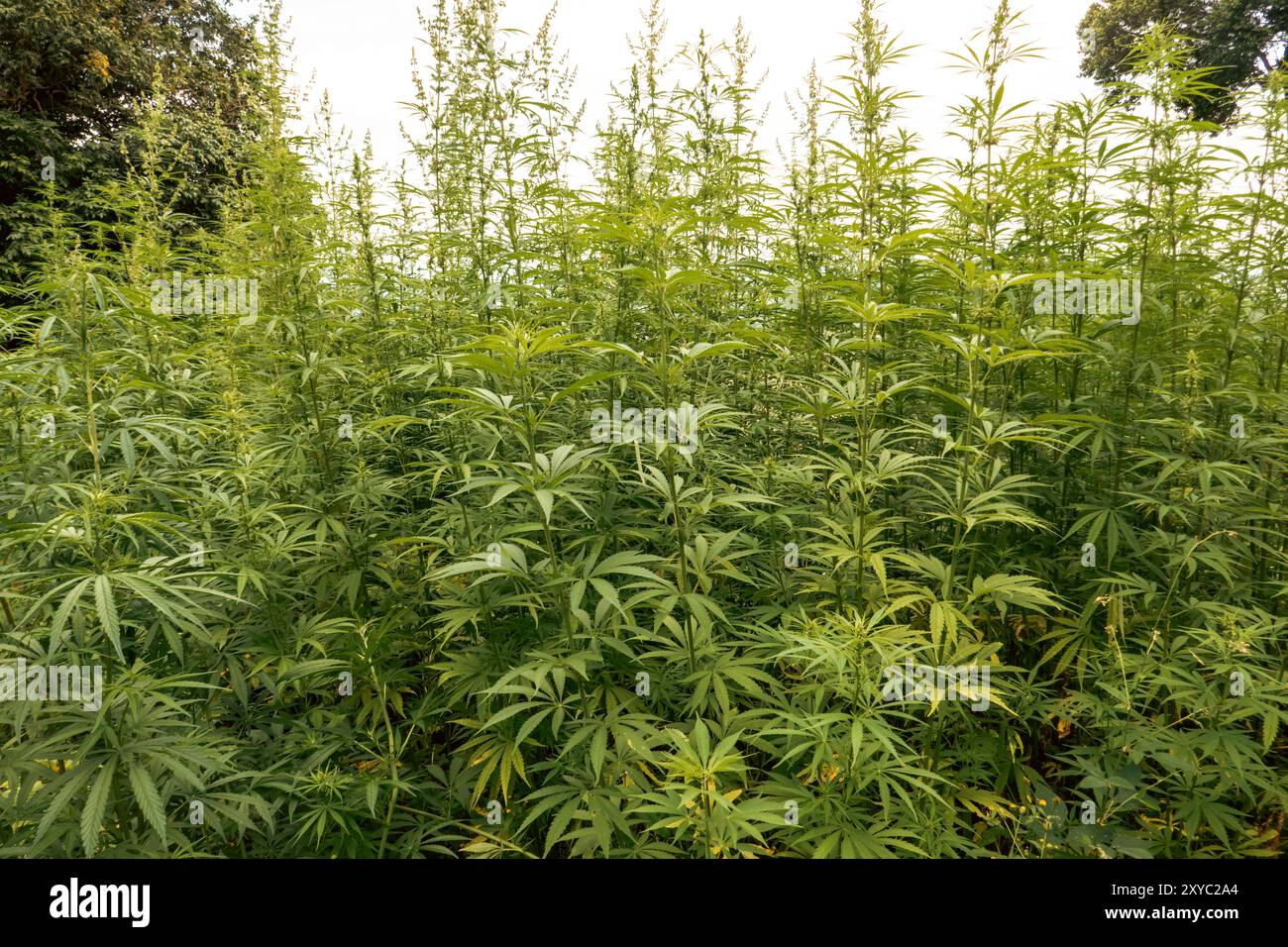 So tepeth hi-res stock photography and images - Alamy