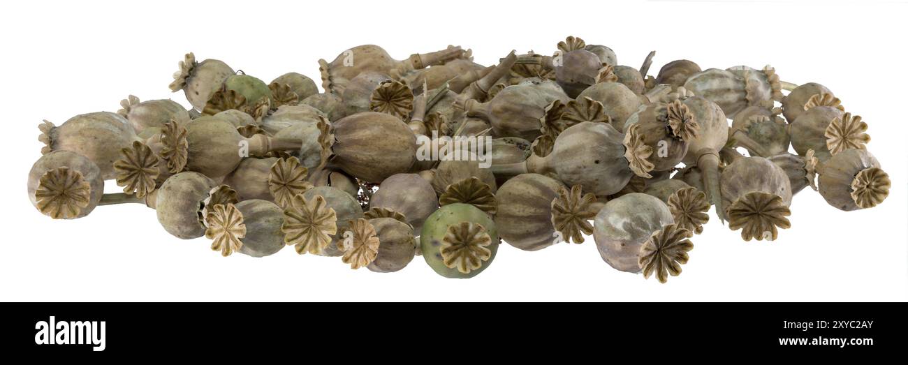 Ripe, dry poppy seed pods piled up as background cut out on white Stock ...