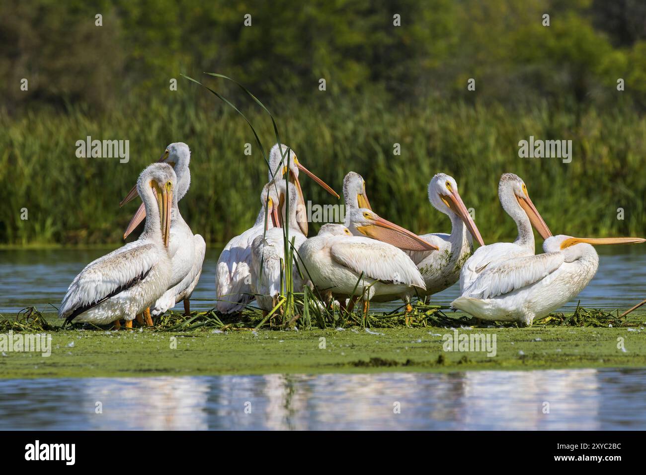 White American pelican (Pelecanus erythrorhynchos) after hunting ...