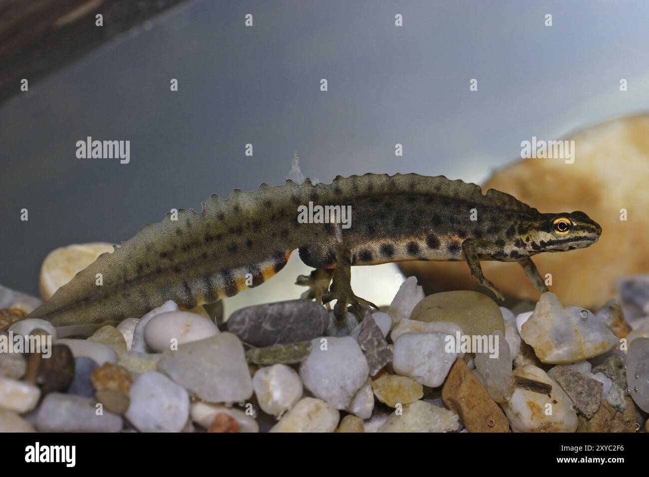 Pond newt, male, Lissotriton vulgaris, Syn.: Triturus vulgaris, smooth ...