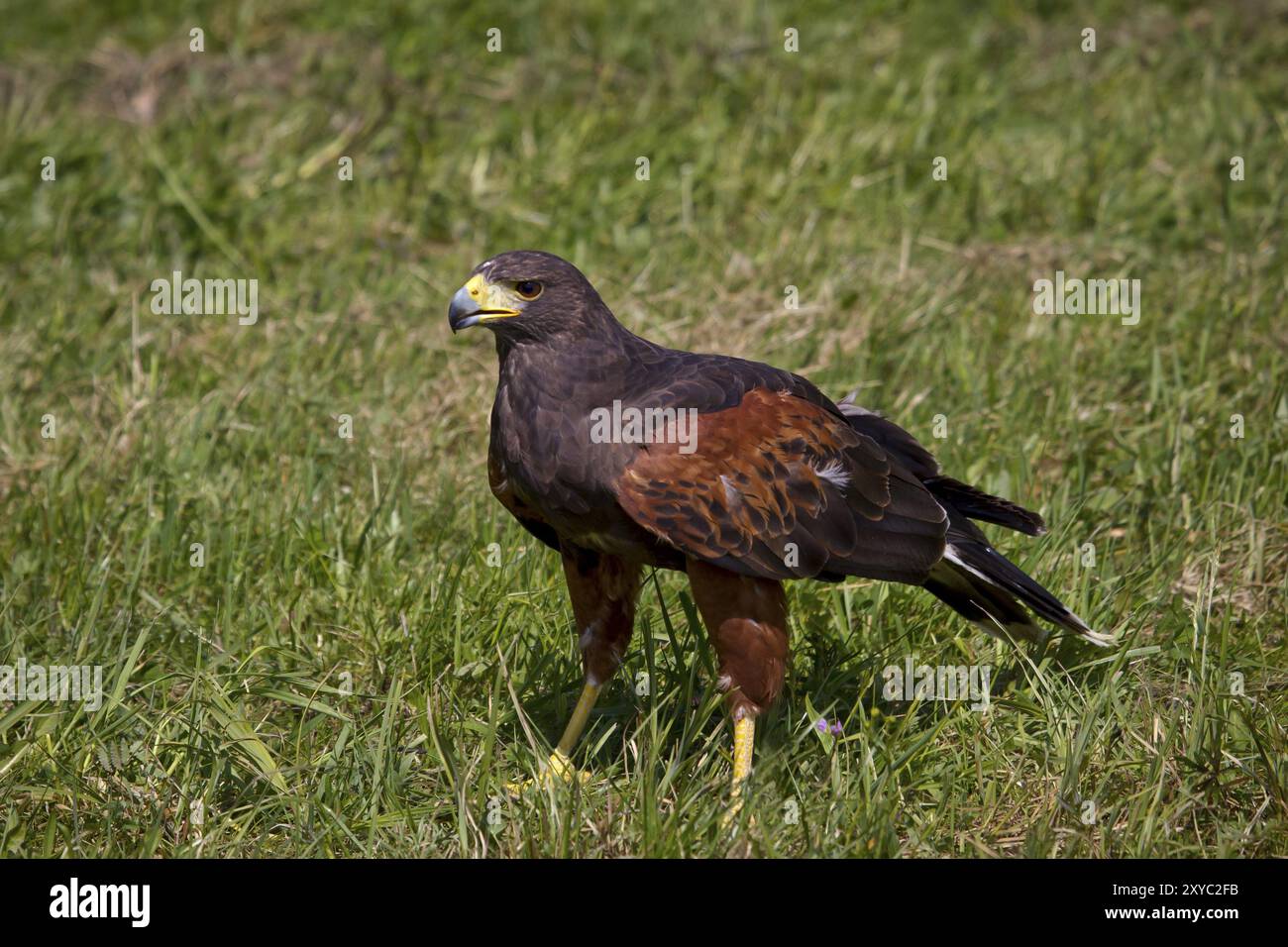 Desert Buzzard, Parabuteo unicinctus, Harris Hawk Stock Photo - Alamy