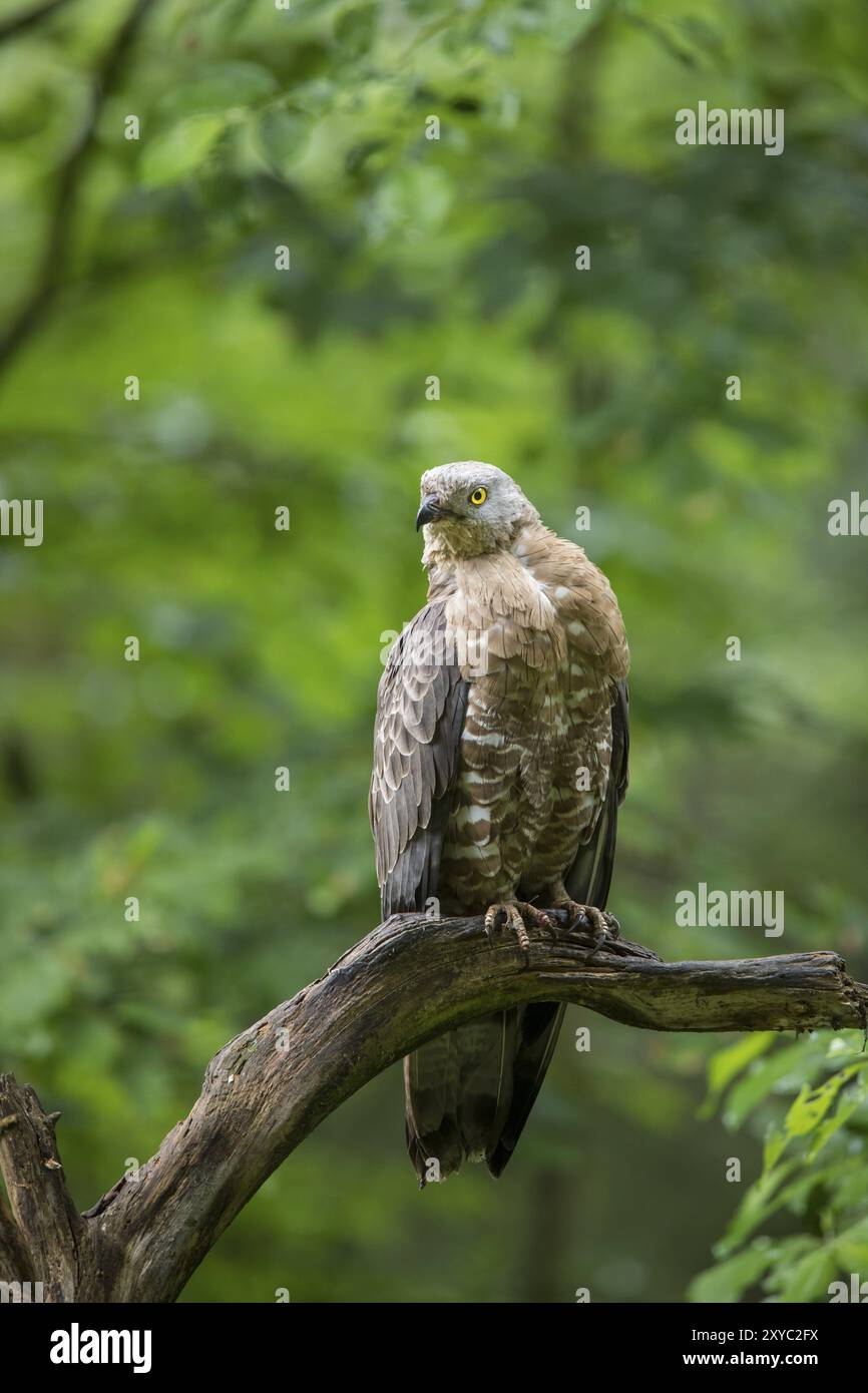 Honey buzzard, male, European honey buzzard, male, Pernis apivorus ...