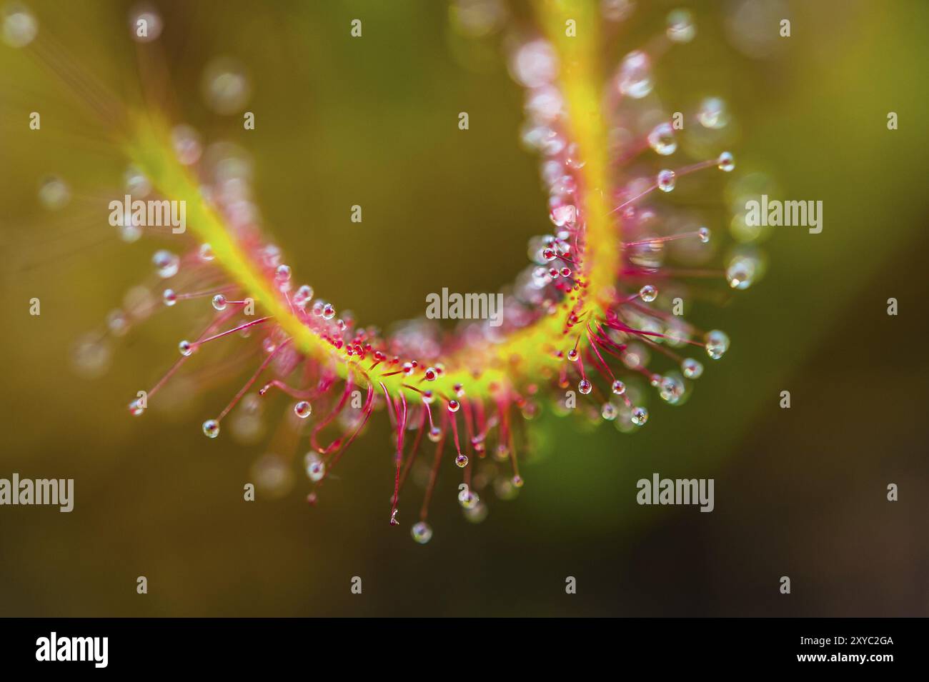 Cape Sundew, Drosera capensis, is a carnivorous species of perennial ...