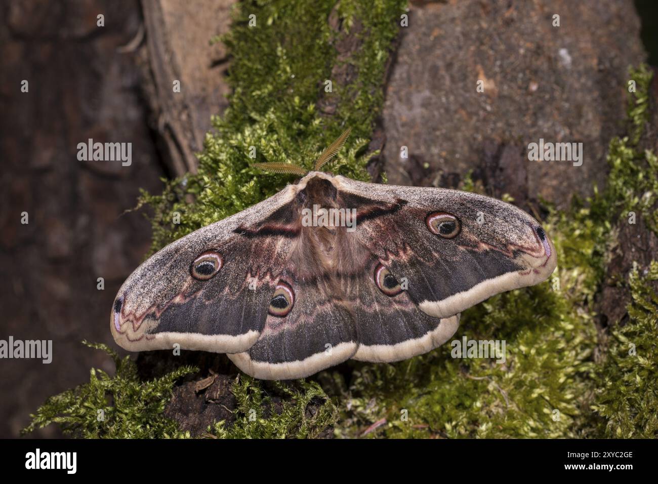 Saturnia pyri, giant peacock moth, male Stock Photo - Alamy