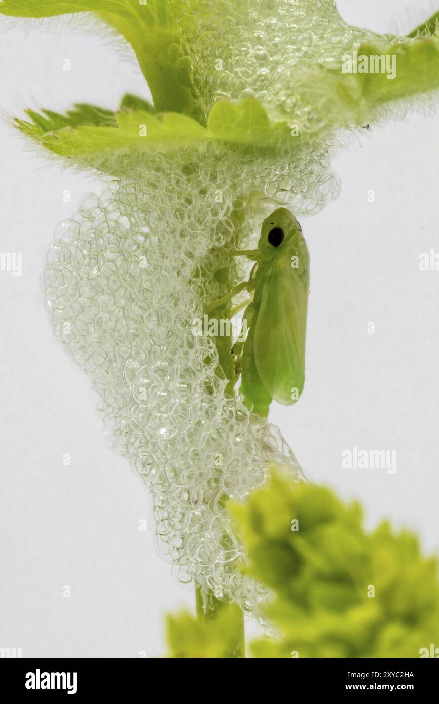 Larva of a Great green bush cricket in its foam cocoon shortly after ...