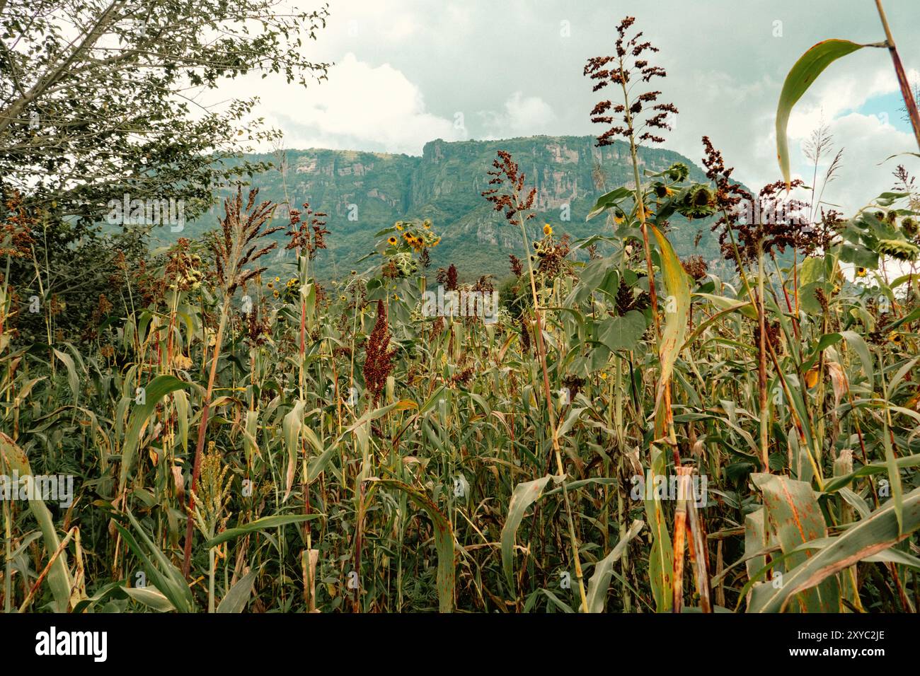 A millet farm at Mount Napak in Karamoja, Uganda Stock Photo - Alamy