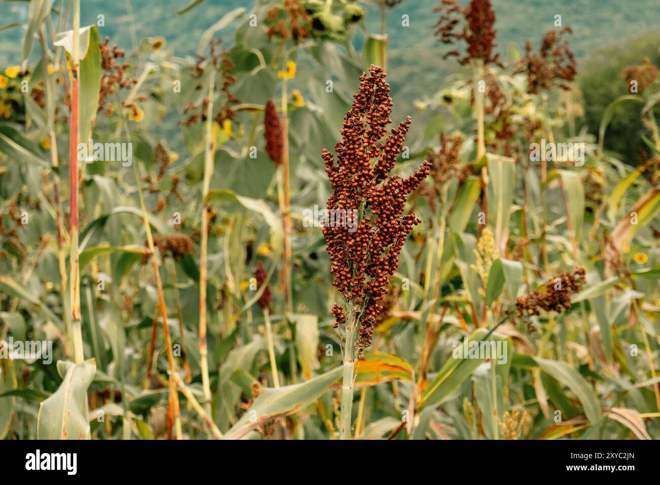 A millet farm at Mount Napak in Karamoja, Uganda Stock Photo - Alamy