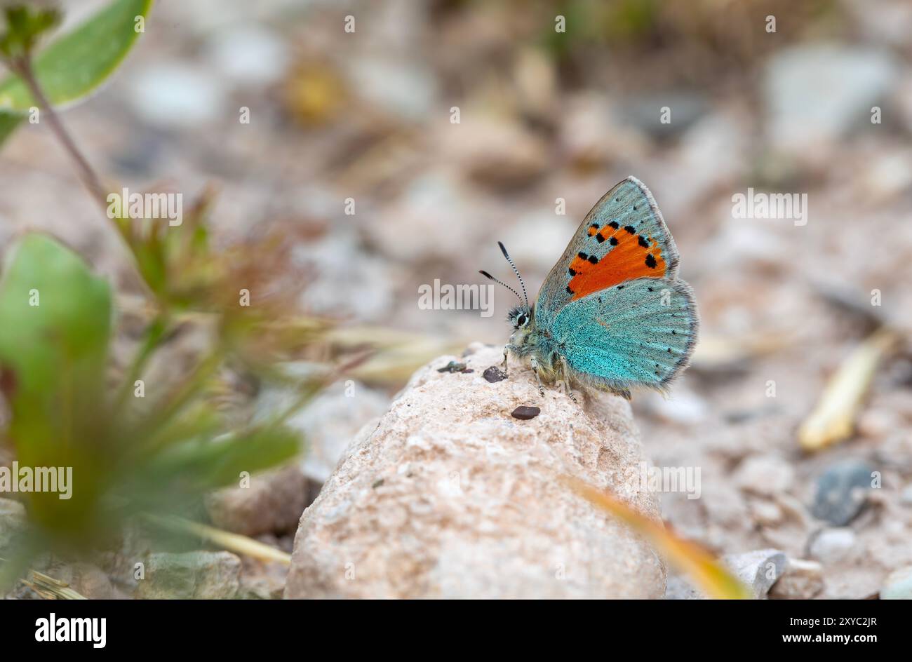 Tiny blue butterfly on lichen rock, Romanoff's Tomares, Tomares ...