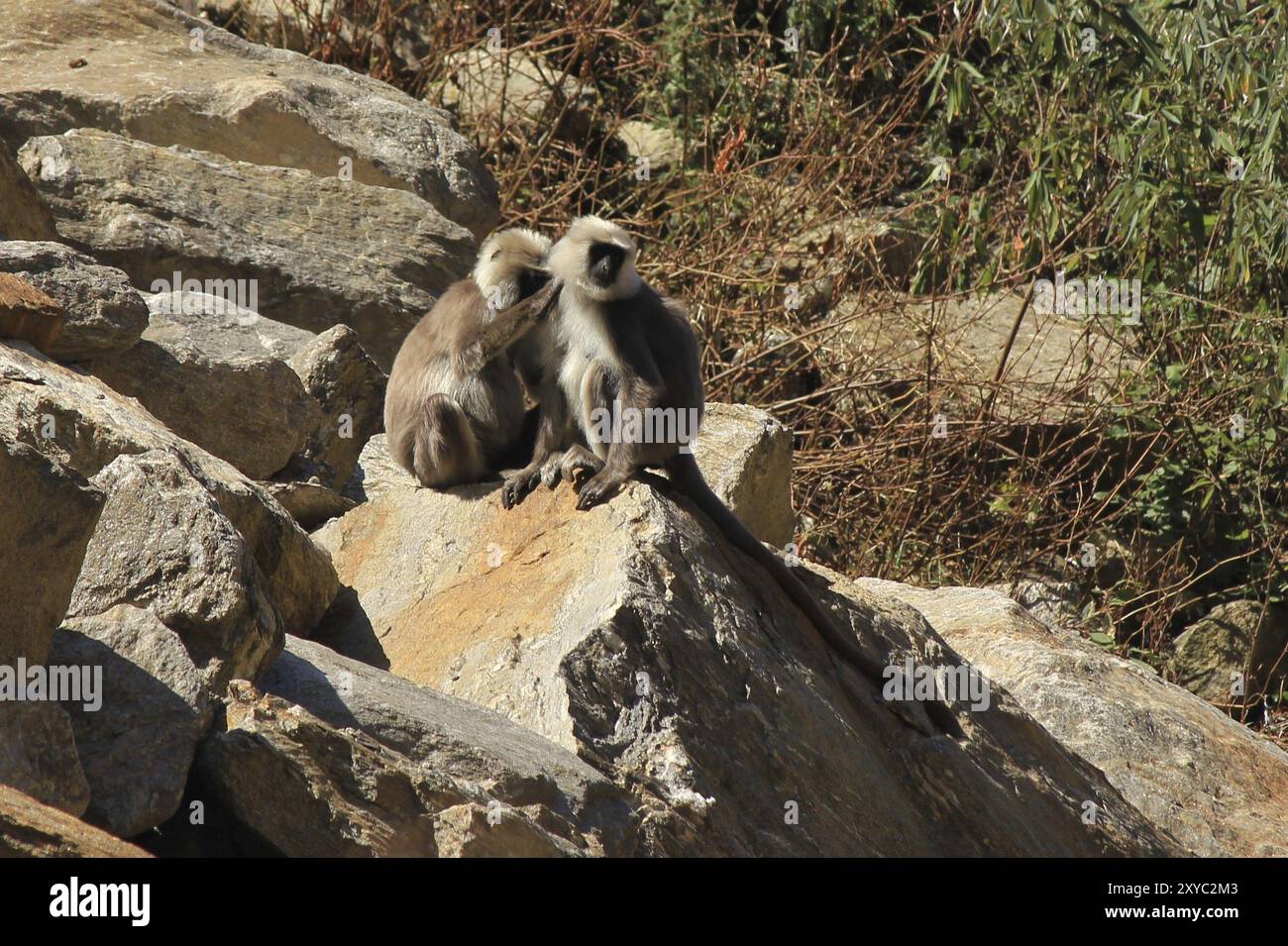 Young grey langur monkeys photographed in Bamboo, Langtang National ...