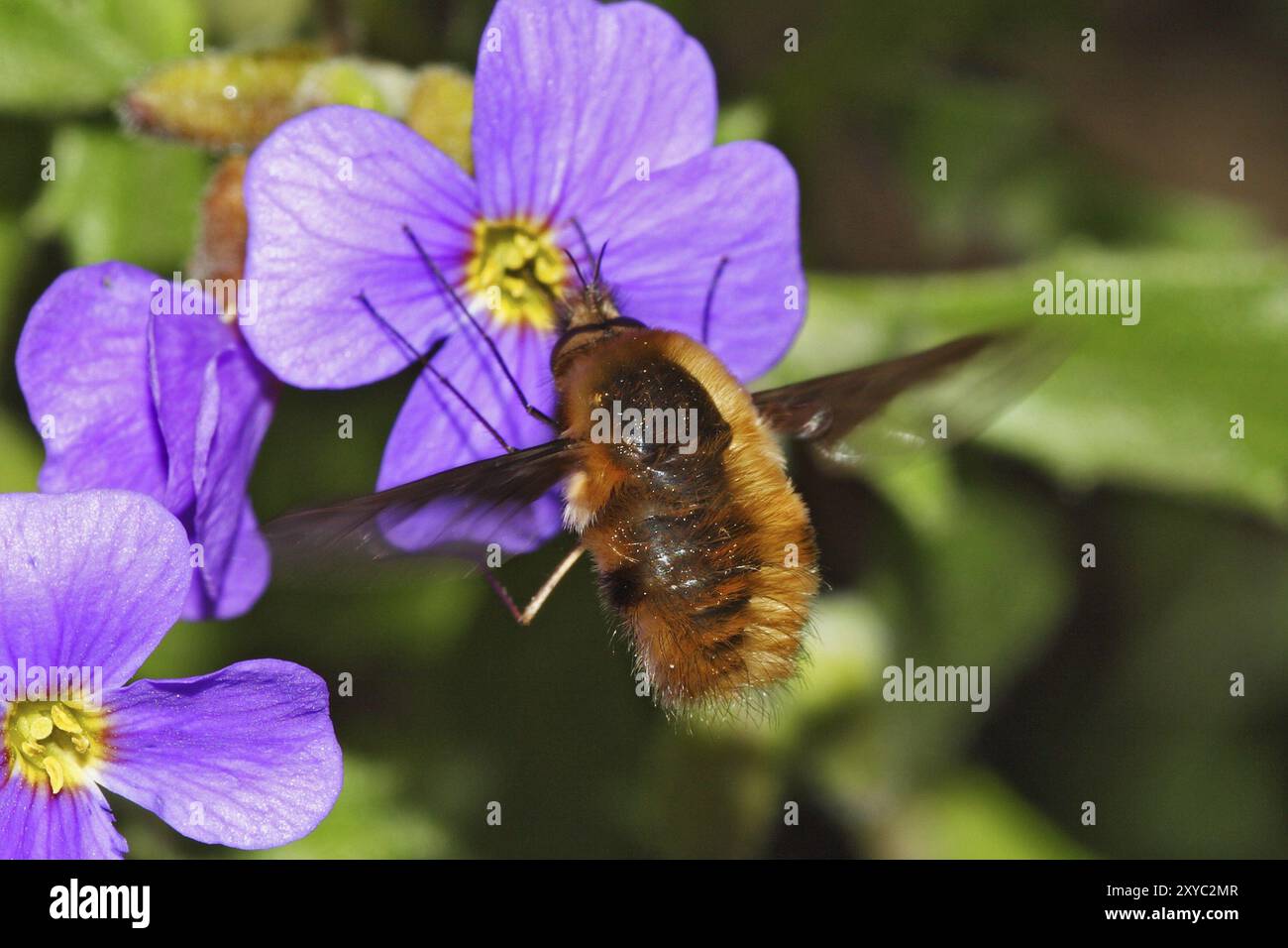 Large bee fly, Bombylius major, bee fly Stock Photo - Alamy
