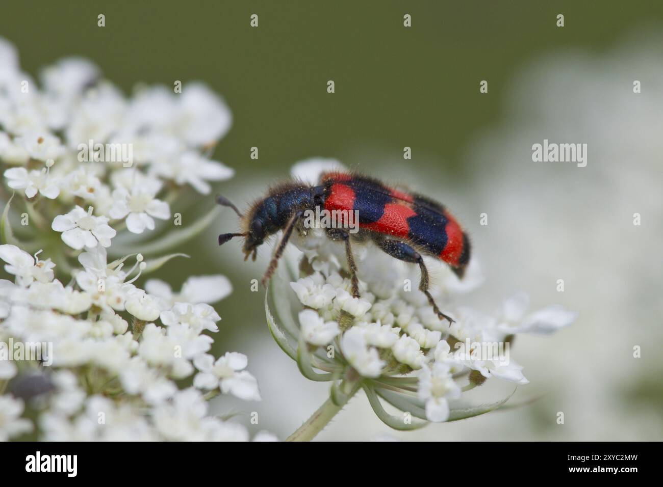 Bienenwolf, Trichodes apiarius, beetle Stock Photo - Alamy