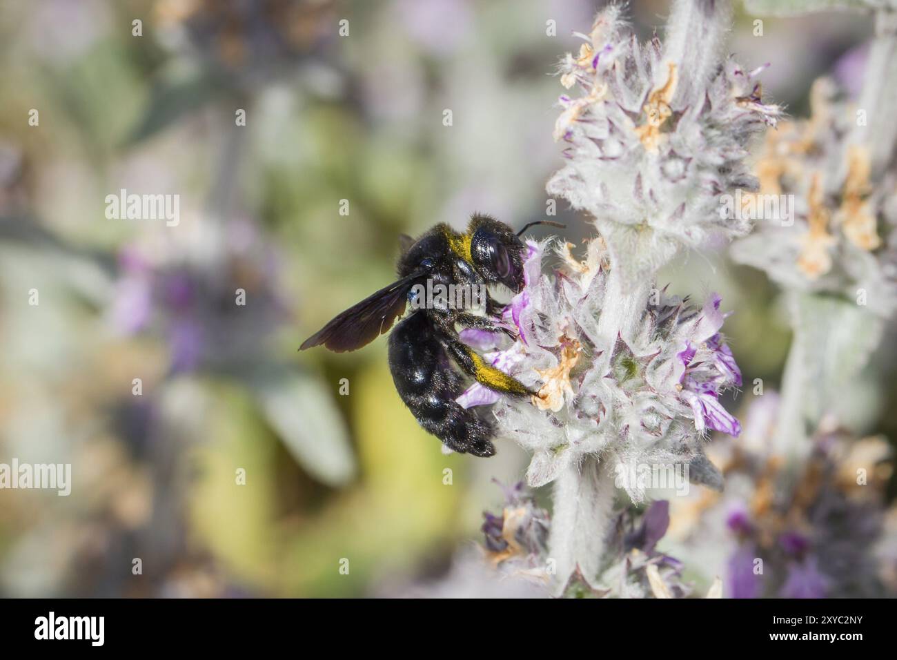 Violet carpenter bee, Xylocopa violacea, violet carpenter bee Stock Photo - Alamy