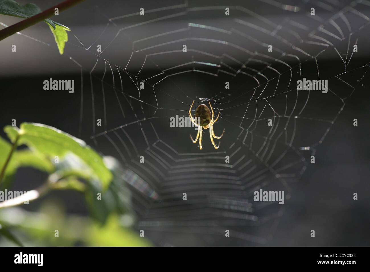 Weaver spider wrapping up hi-res stock photography and images - Alamy