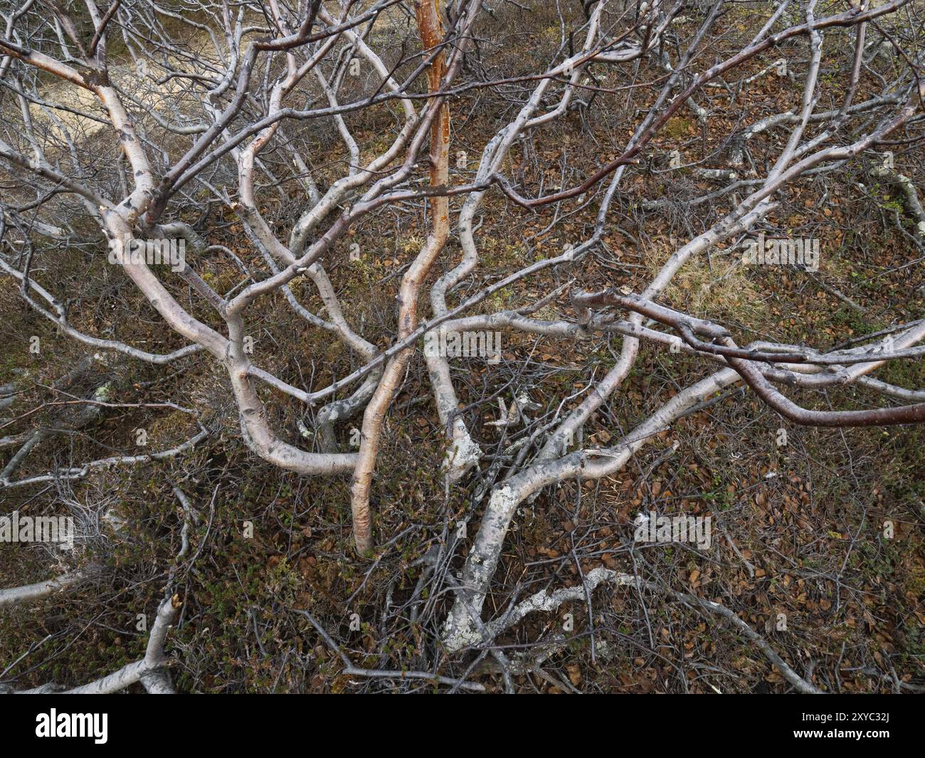 Dwarf Birch (Betula Nana), ancient old, gnarled trees growing on the ...
