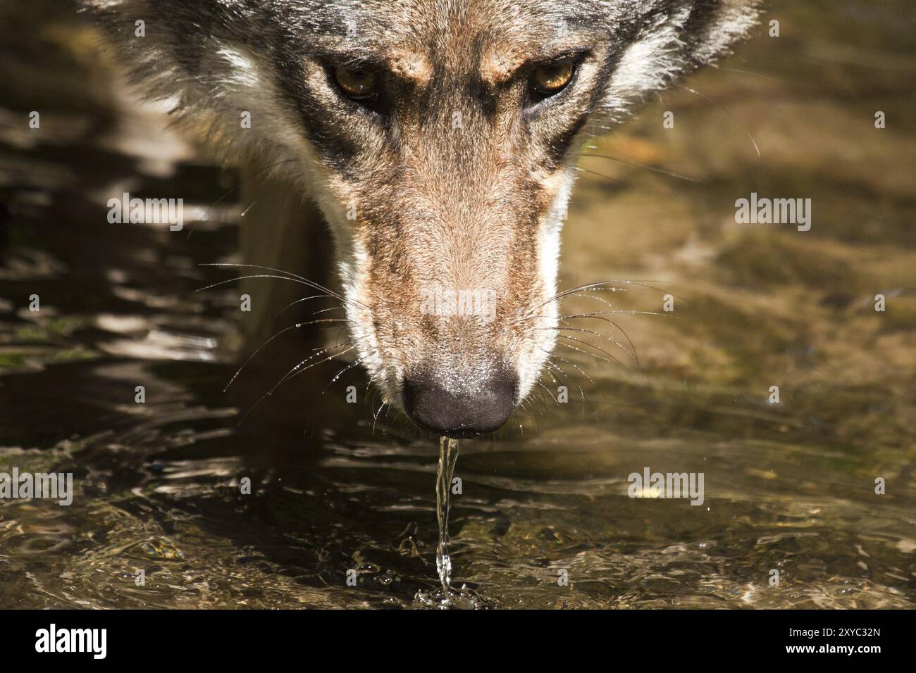Grey wolf drinking Stock Photo - Alamy