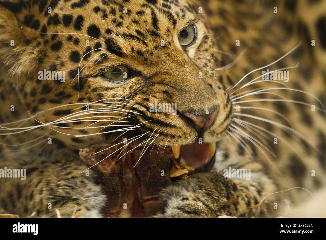 North china leopard (Panthera pardus japonensis) feeding Stock Photo ...