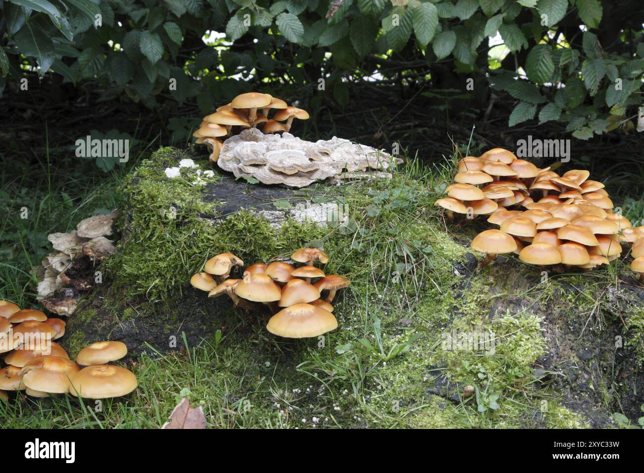 Common sponges hi-res stock photography and images - Alamy