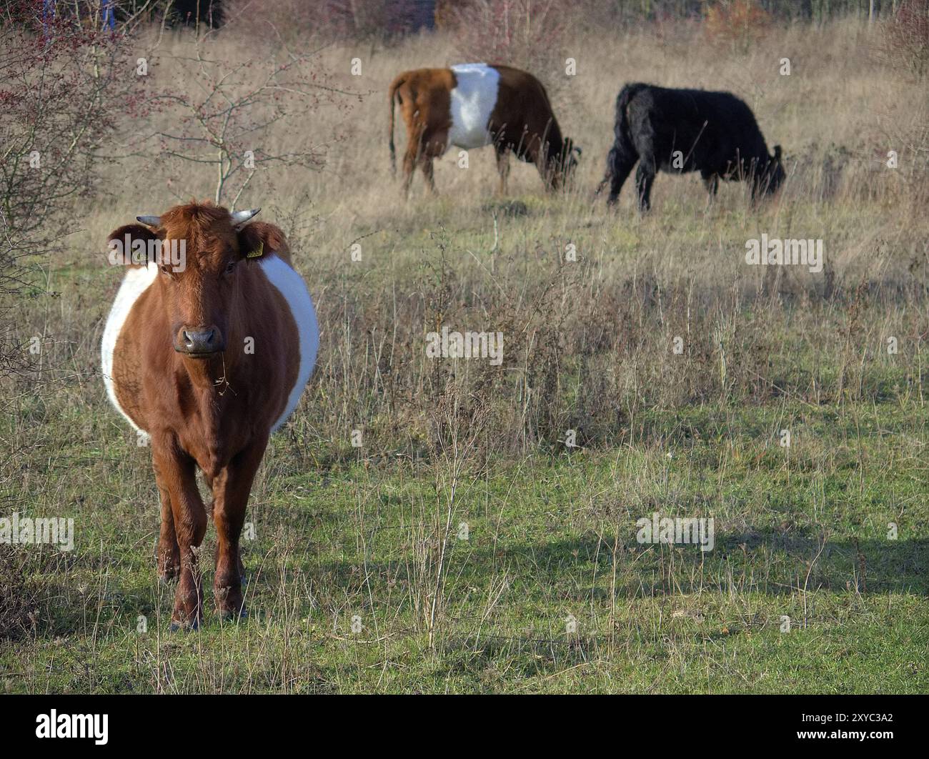 Lakenvelder cattle, used for nature conservation Dutch belted cows ...