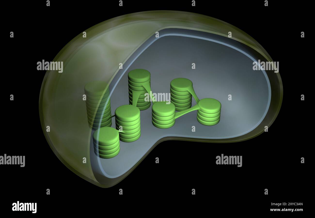 Chloroplast and organelle hi-res stock photography and images - Alamy