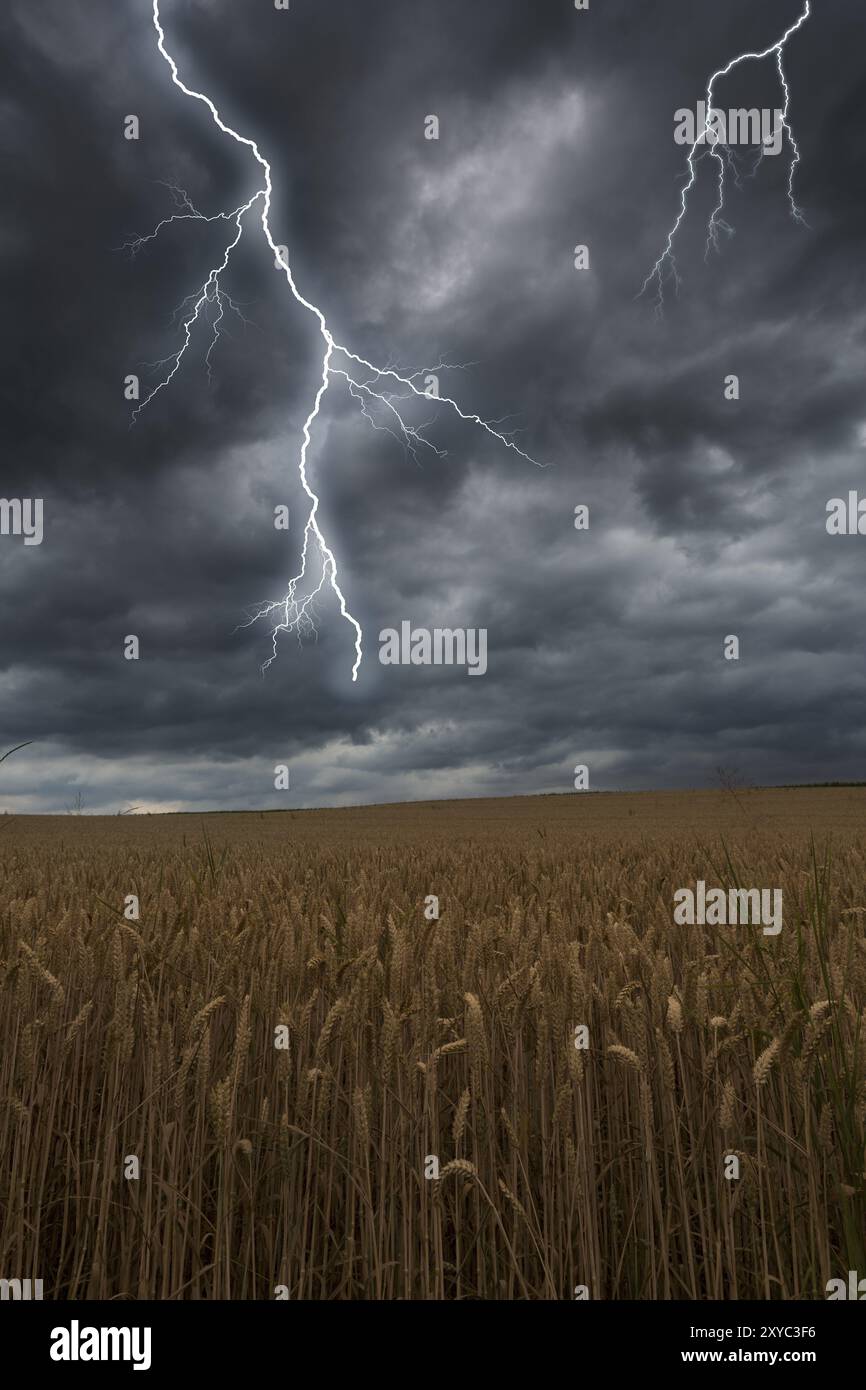Thunderstorm atmosphere over wheat hi-res stock photography and images ...