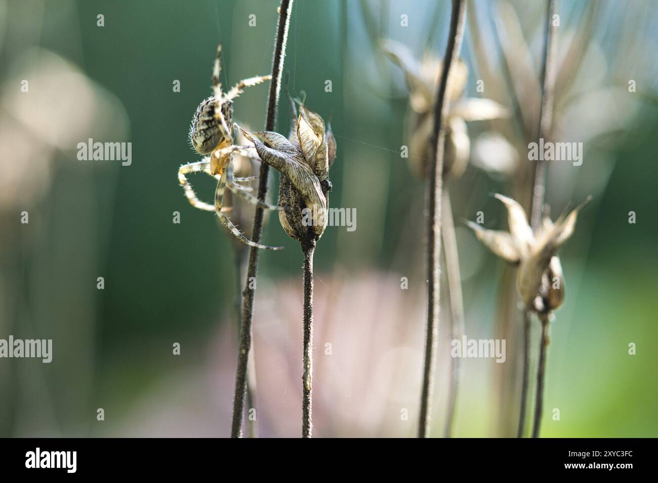 Cross spider crawling on a spider thread to a plant. Blurred background ...