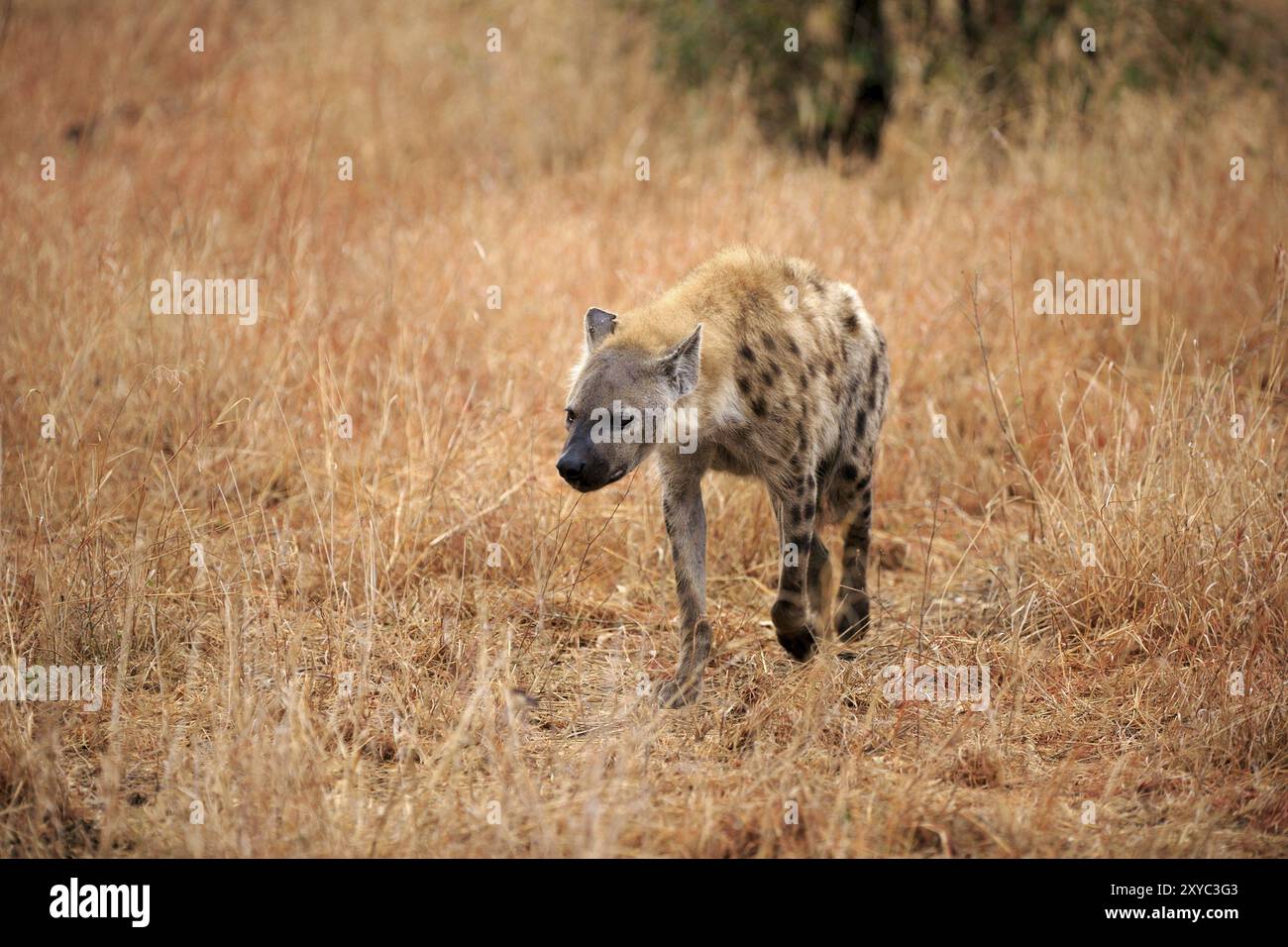 Hyena jawbone hi-res stock photography and images - Alamy