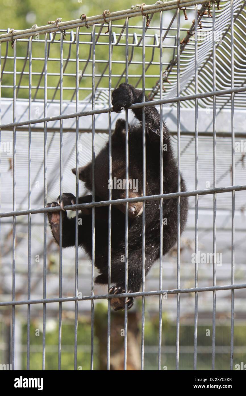 Bear with white collar hi-res stock photography and images - Alamy