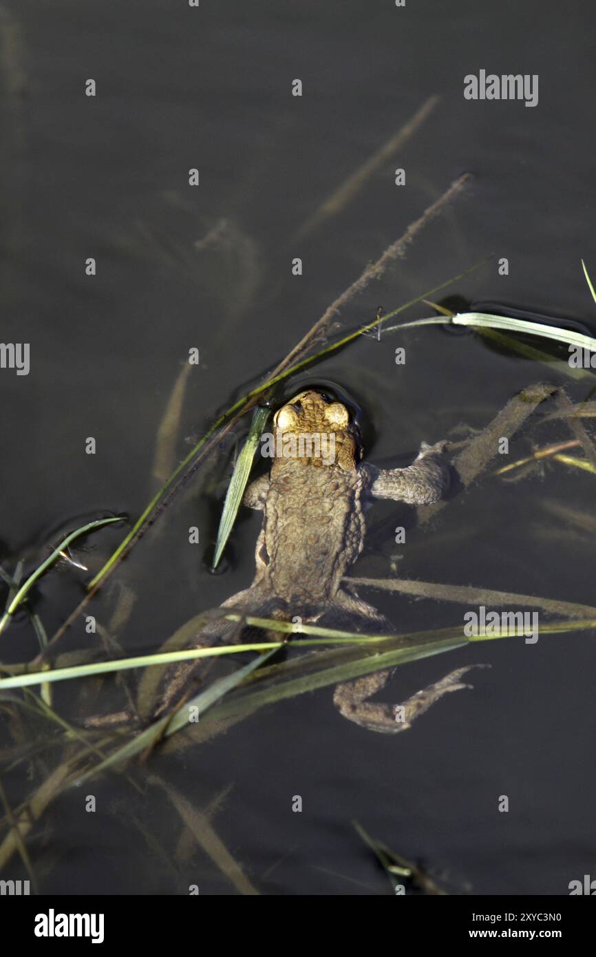 Spawning season for the common toad Stock Photo - Alamy