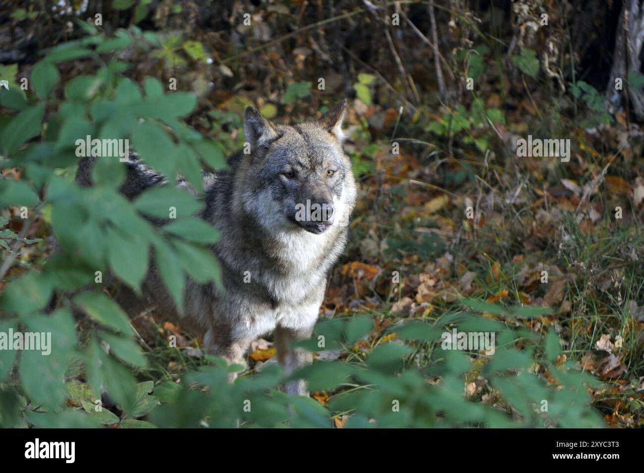 Aggressive font hi-res stock photography and images - Alamy