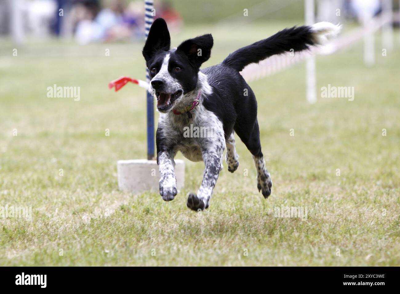 Racing hounds hi-res stock photography and images - Alamy
