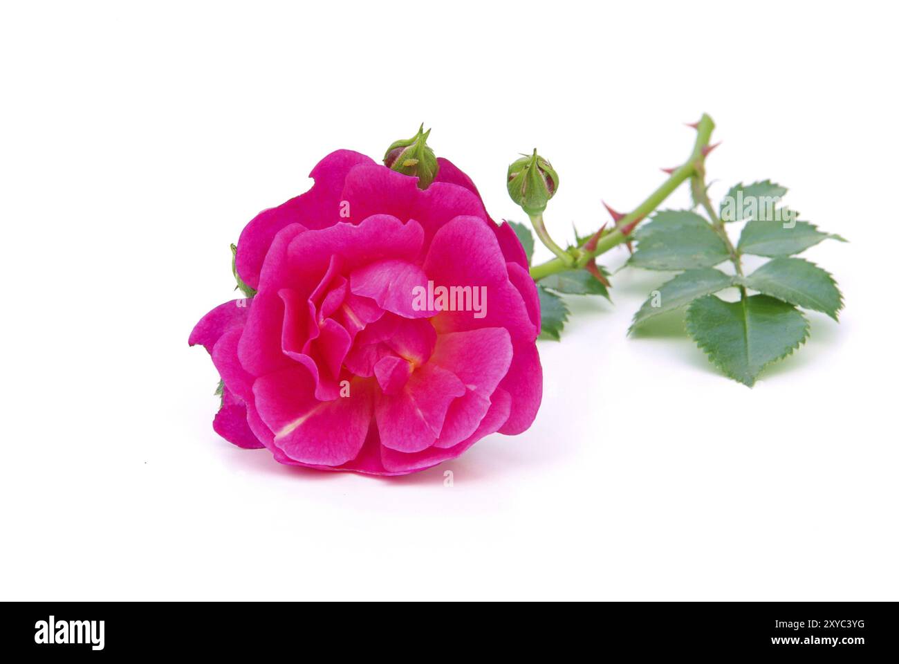 Rose isolated, rose isolated Stock Photo - Alamy