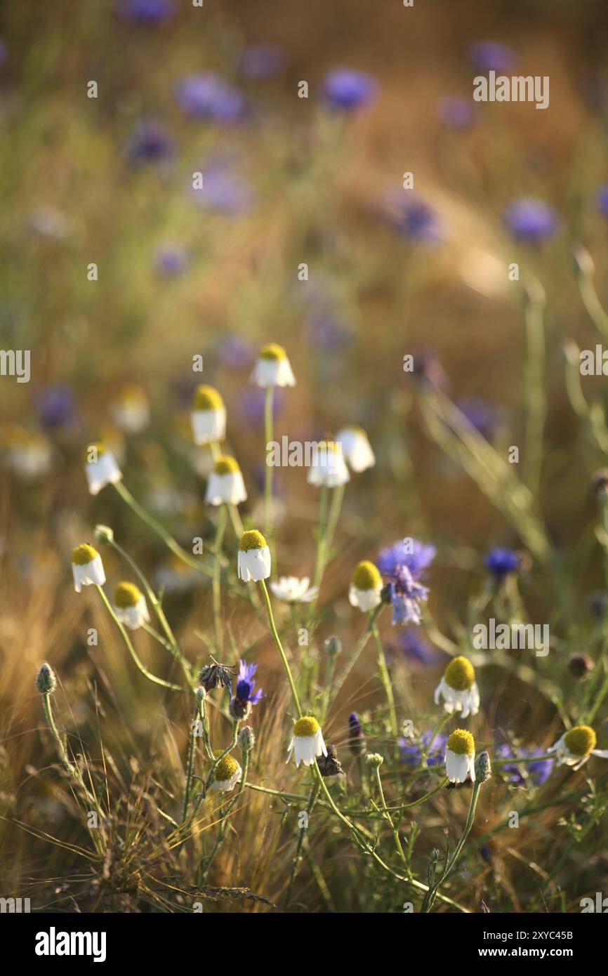 Field grain barley camomile hi-res stock photography and images - Alamy