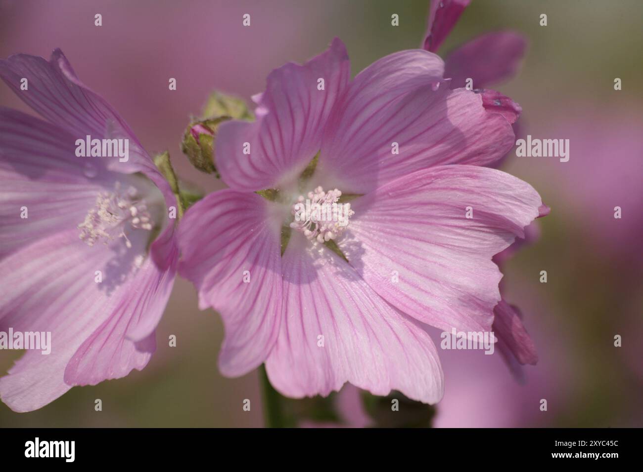 Cut leaved mallow hi-res stock photography and images - Alamy