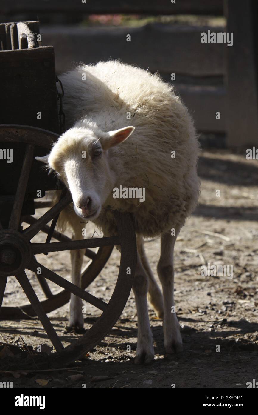 Handcart handcarts cart carts hi-res stock photography and images - Alamy