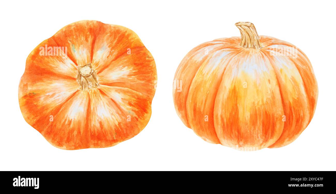 Orange pumpkins, squash. Harvest illustration. Cut out isolated autumn ...
