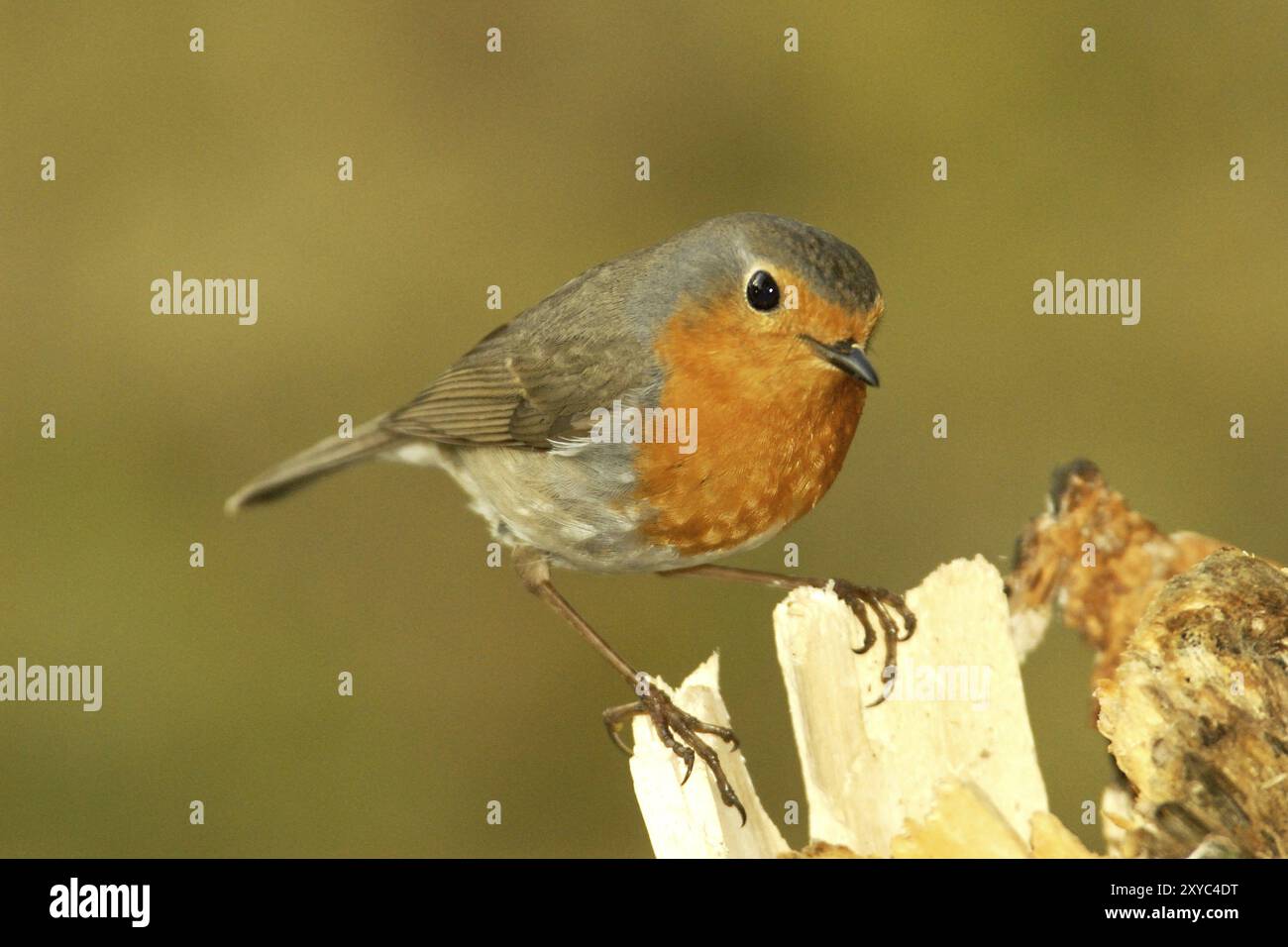 Robin sitting on a rotten tree trunk Stock Photo - Alamy