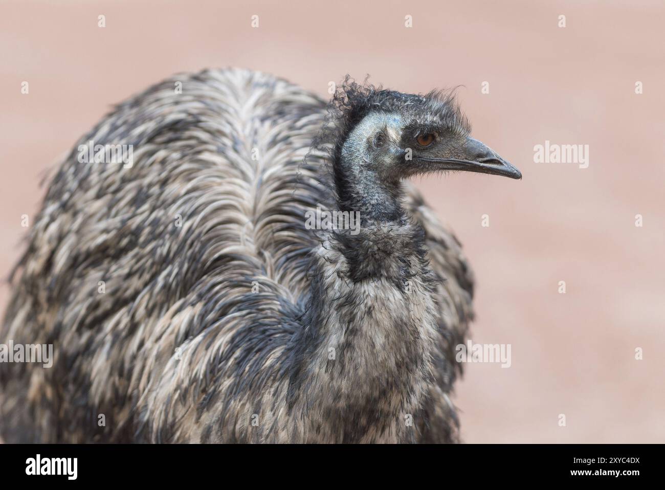 The big emu hi-res stock photography and images - Alamy