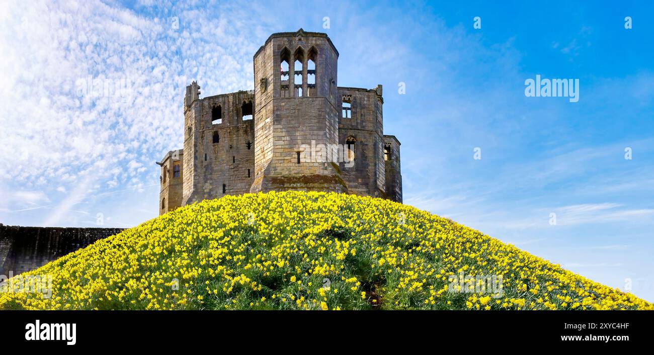 Historic stone warkworth castle ruins atop a hill covered with vibrant ...