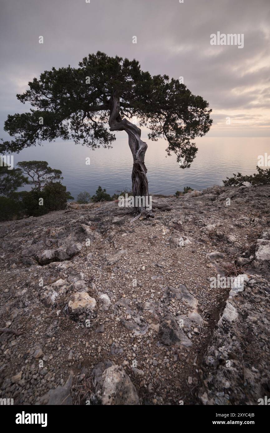 Old juniper tree on rocky coast of Black sea. Crimea, Ukraine, Europe ...